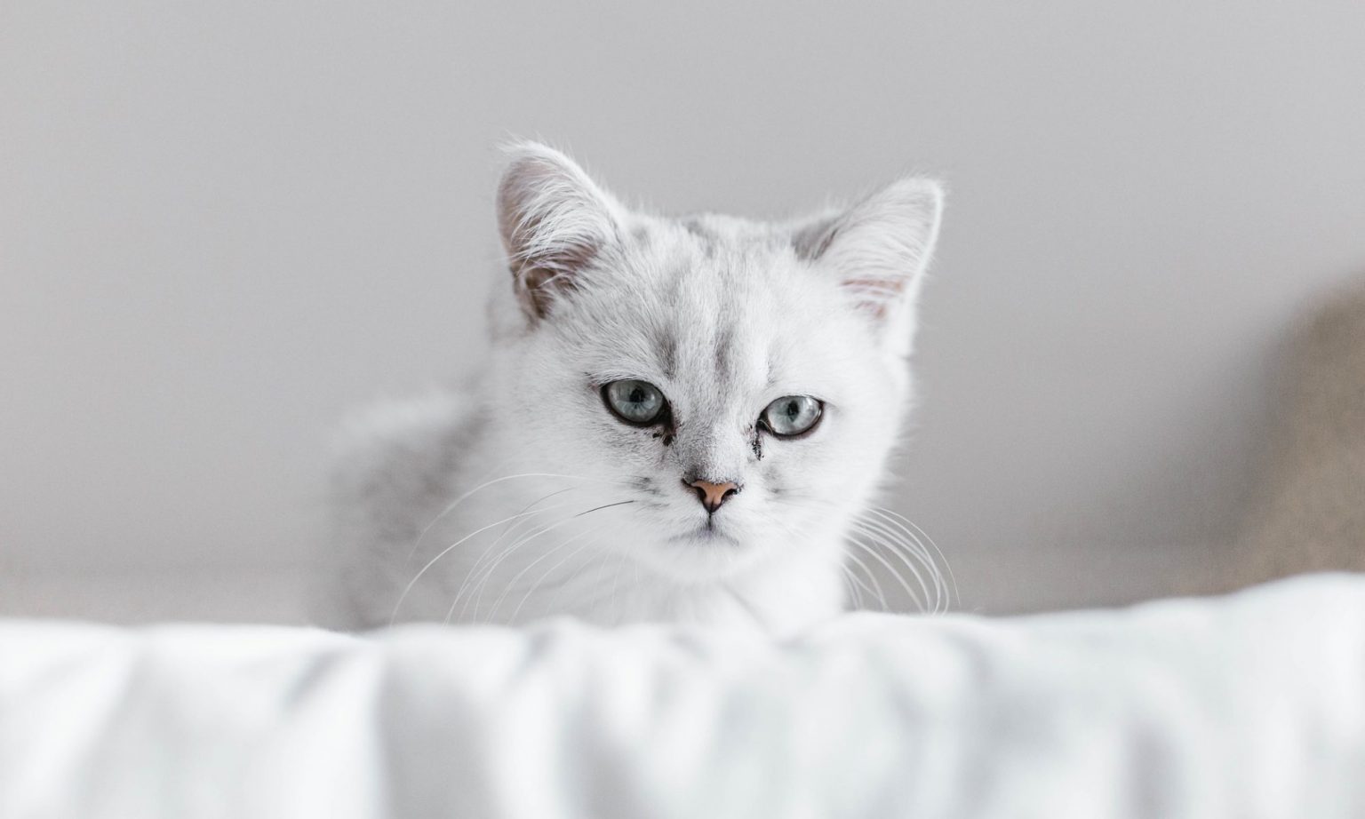 Police probe poisoning letter sent to cat owners as woman fears missing ...